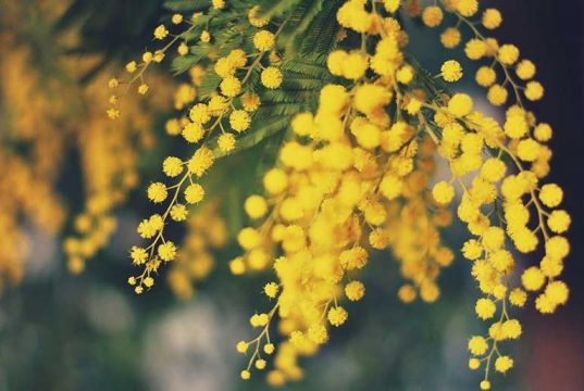 Mimoza Ağacı Çiçeği Hakkında Her Şey | Trendomi